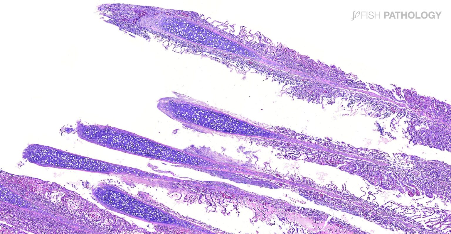Tenacibaculosis – Histopatología – Fish Histopathology