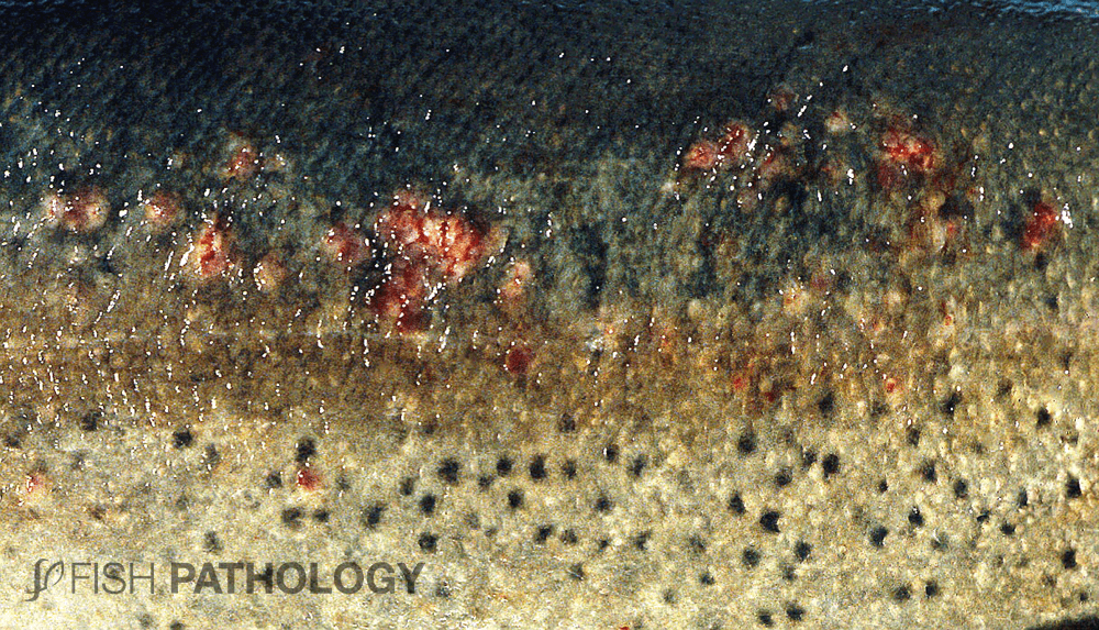 Spawning Rash - Gross Pathology - Fish Pathology