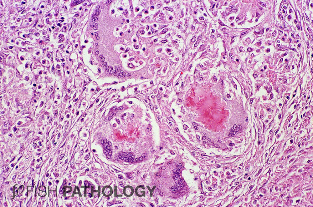 GIANT CELLS IN FISH - Fish Pathology